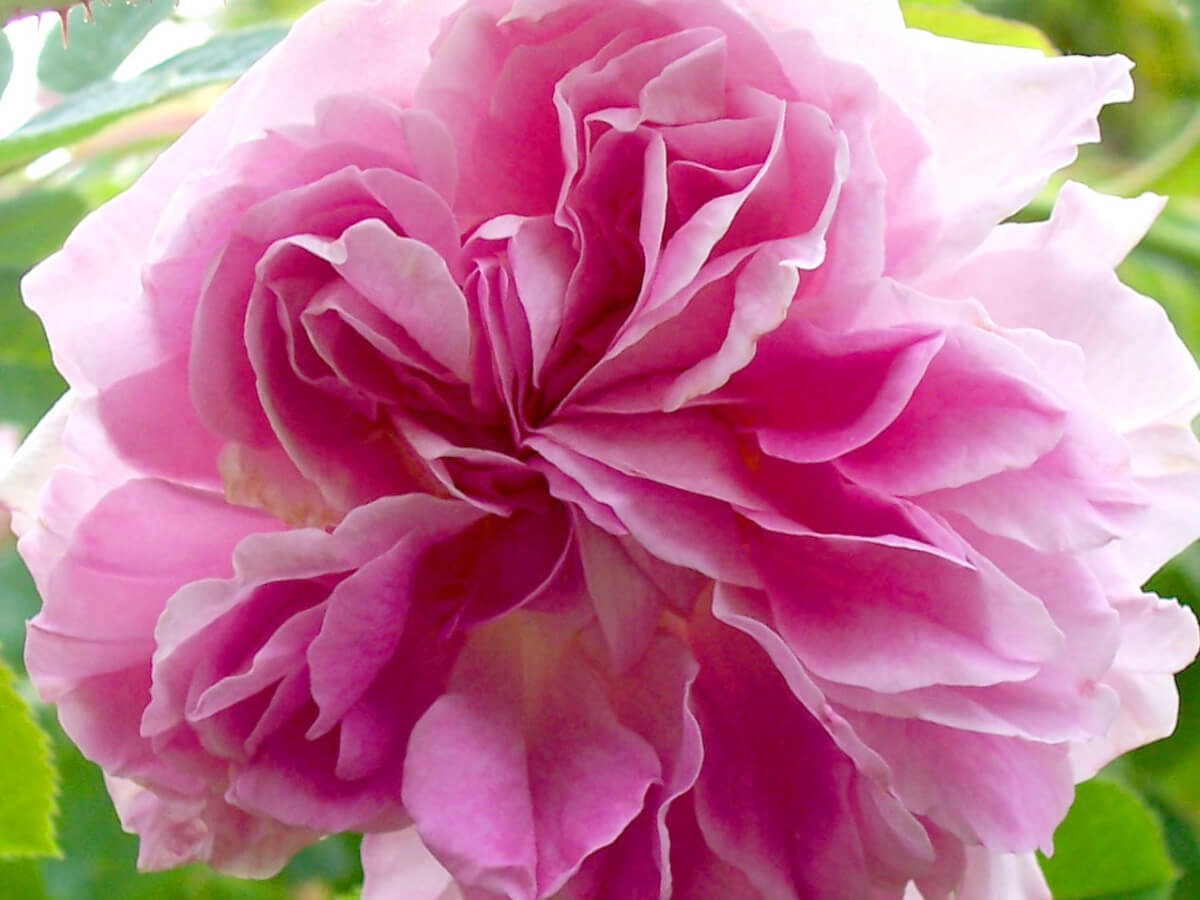 Buy Rose Water Bulk from Bulgaria - Wholesaler Galen-N